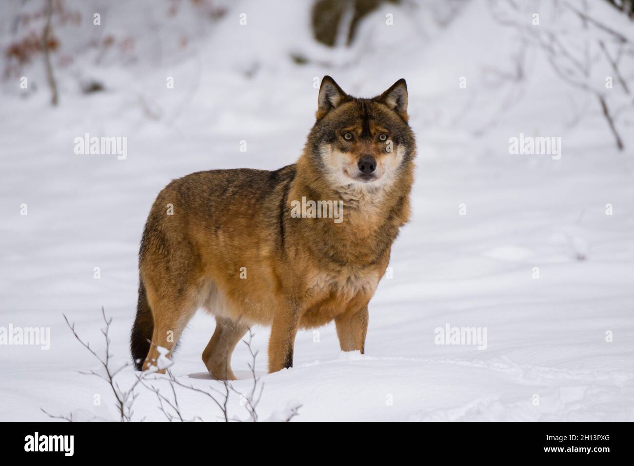 Wolf in einem wald in deutschland -Fotos und -Bildmaterial in hoher ...