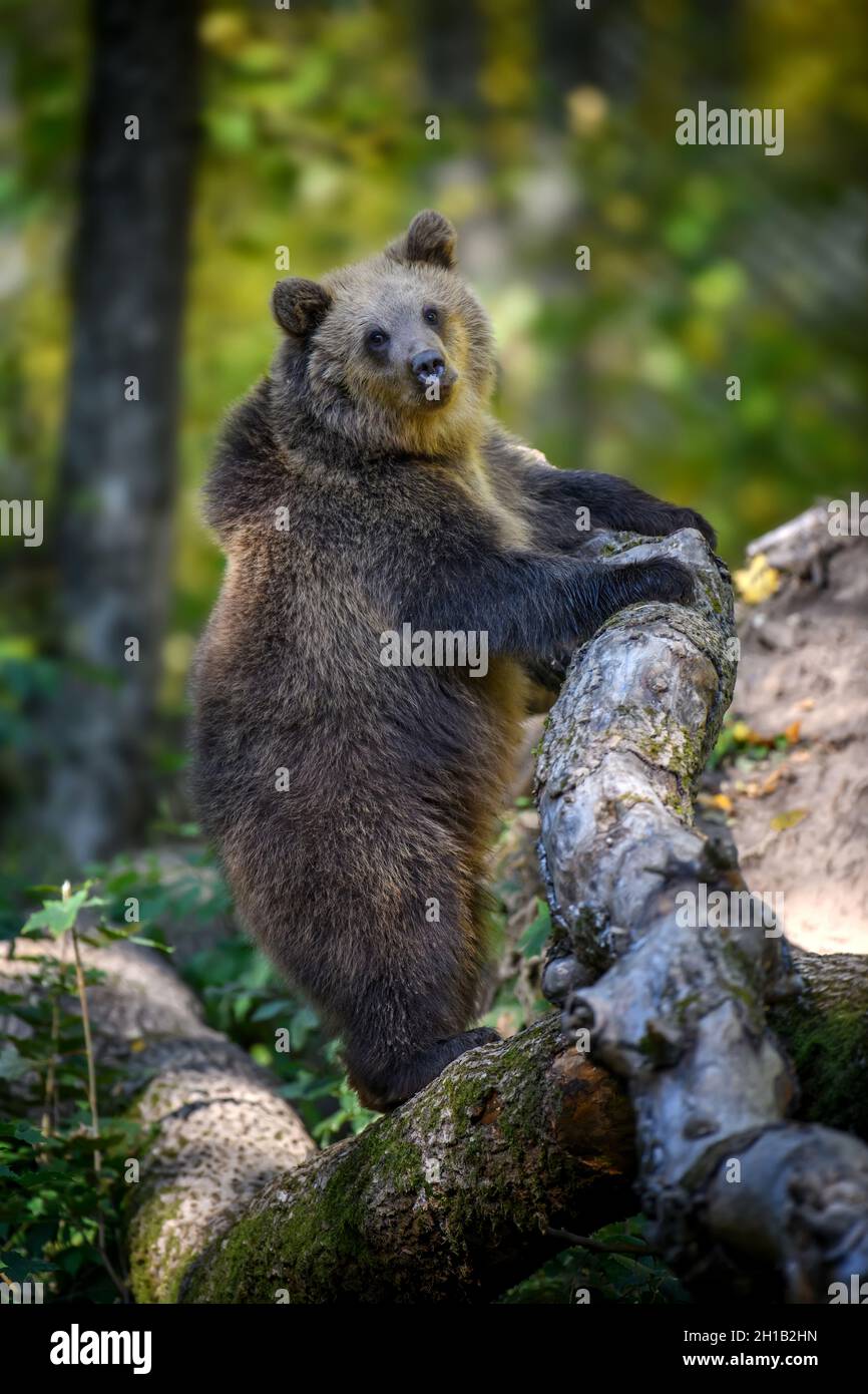 Im Herbstwald stehen junge Wildbären (Ursus Arctos) auf Bäumen. Tier in ...