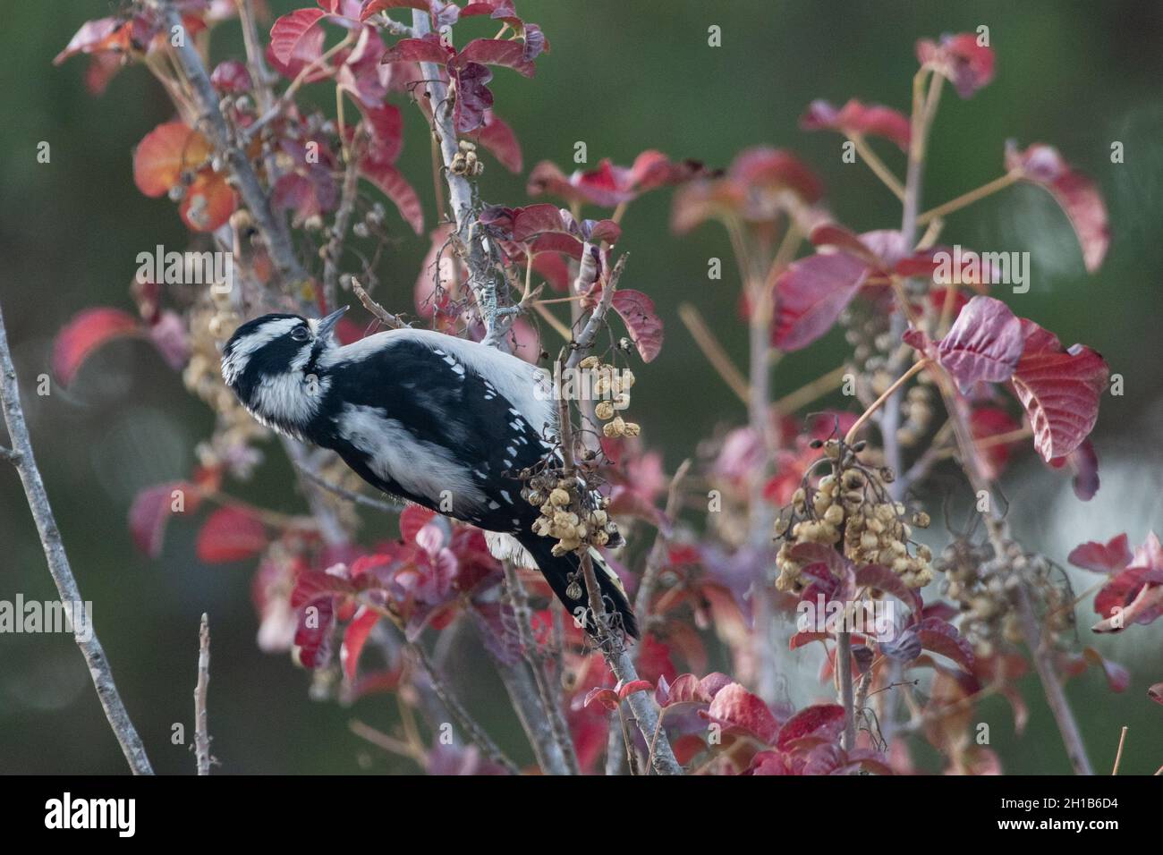 Toxicodendron pubescens -Fotos und -Bildmaterial in hoher Auflösung – Alamy