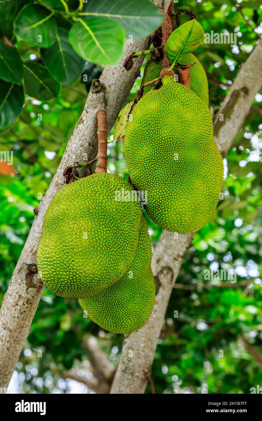 Jackfrucht essen -Fotos und -Bildmaterial in hoher Auflösung – Alamy