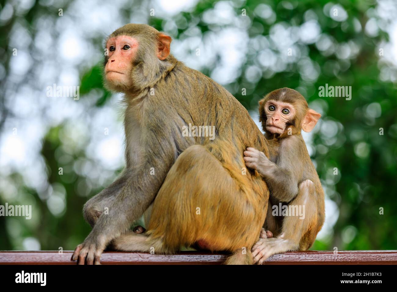 Kleiner affe -Fotos und -Bildmaterial in hoher Auflösung – Alamy