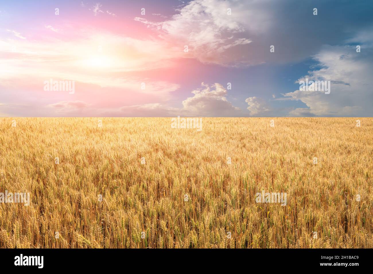 Getreide ackerland -Fotos und -Bildmaterial in hoher Auflösung – Alamy