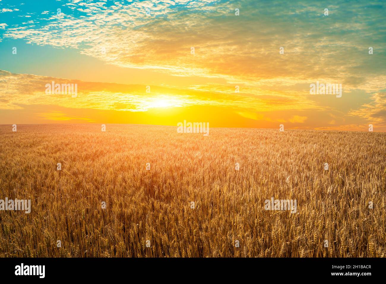Getreide ackerland -Fotos und -Bildmaterial in hoher Auflösung – Alamy