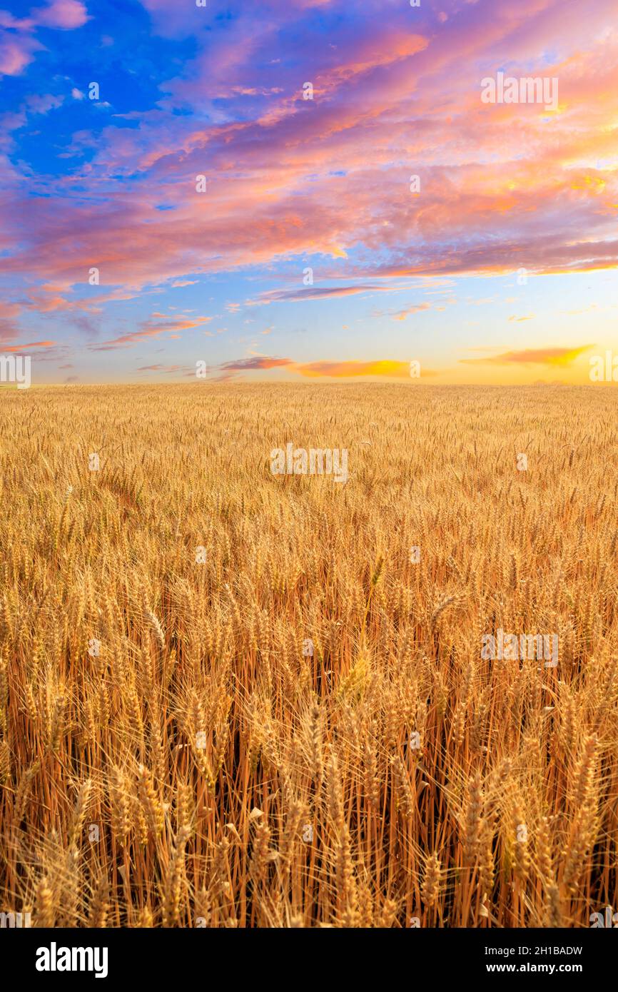 Getreide ackerland -Fotos und -Bildmaterial in hoher Auflösung – Alamy