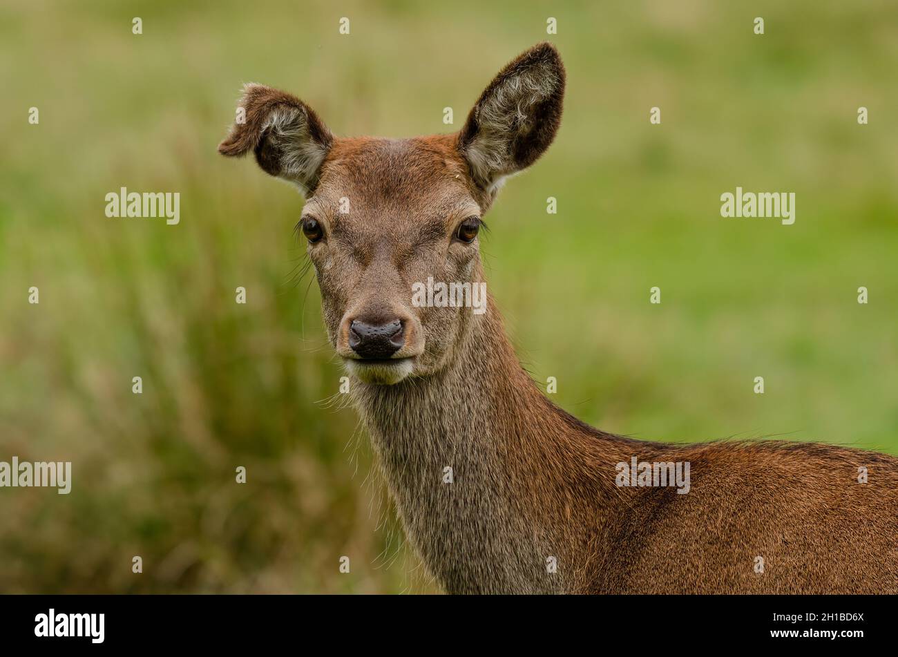 Schulter portrait -Fotos und -Bildmaterial in hoher Auflösung – Alamy