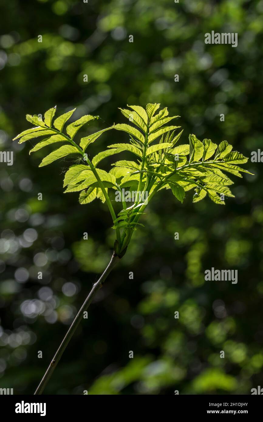 Ash tree fraxinus excelsior -Fotos und -Bildmaterial in hoher Auflösung ...
