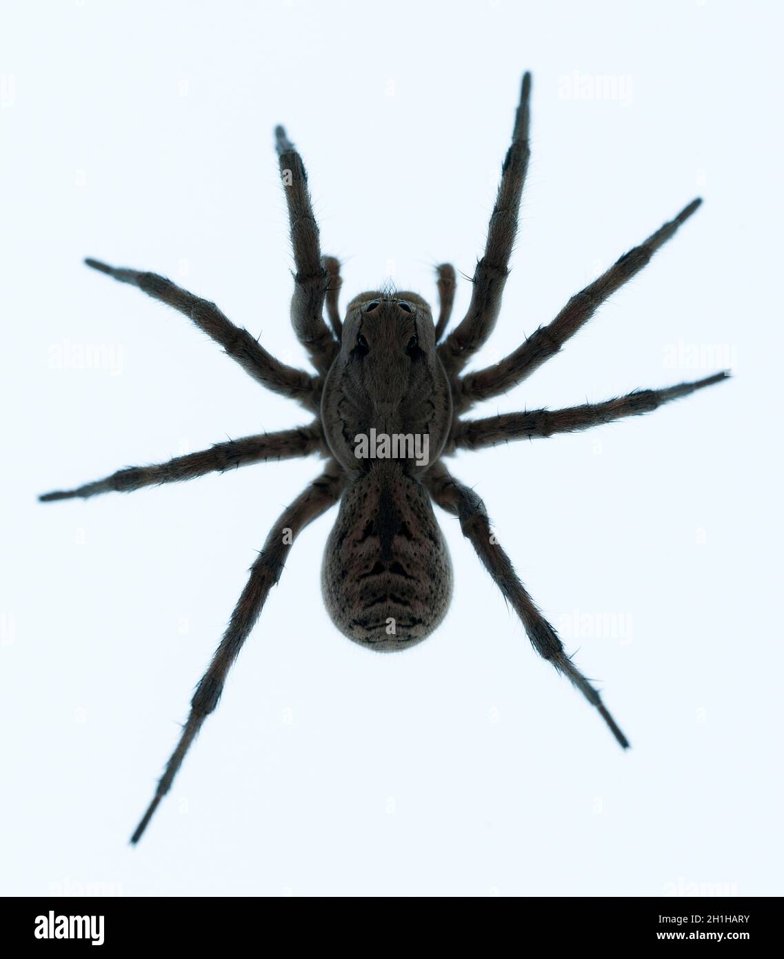 Lycosidae lycosa araneae arachnida -Fotos und -Bildmaterial in hoher ...