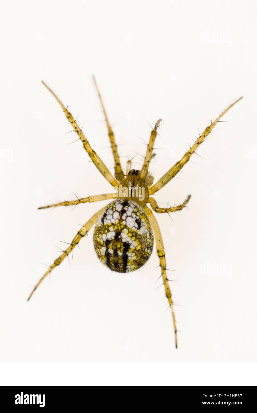 Mangora acalypha. Familie Araneidae. Spider isoliert auf weißem ...