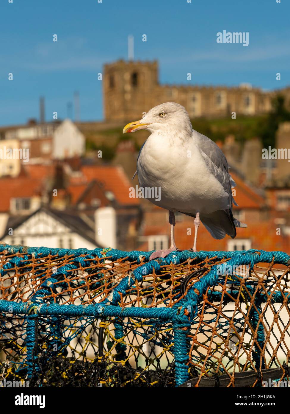Vogel auf hummerfalle -Fotos und -Bildmaterial in hoher Auflösung – Alamy