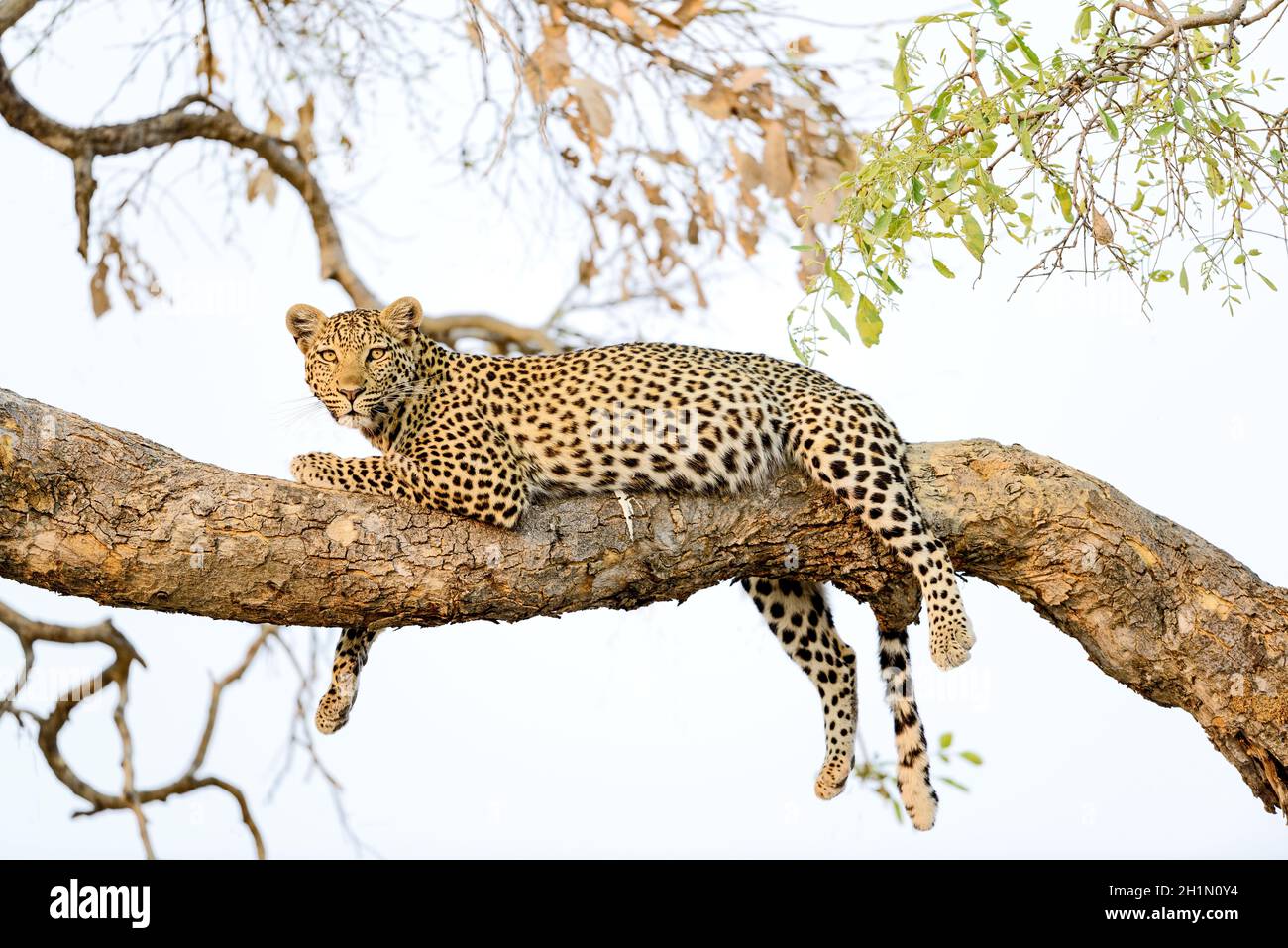 Leopard im baum -Fotos und -Bildmaterial in hoher Auflösung – Alamy