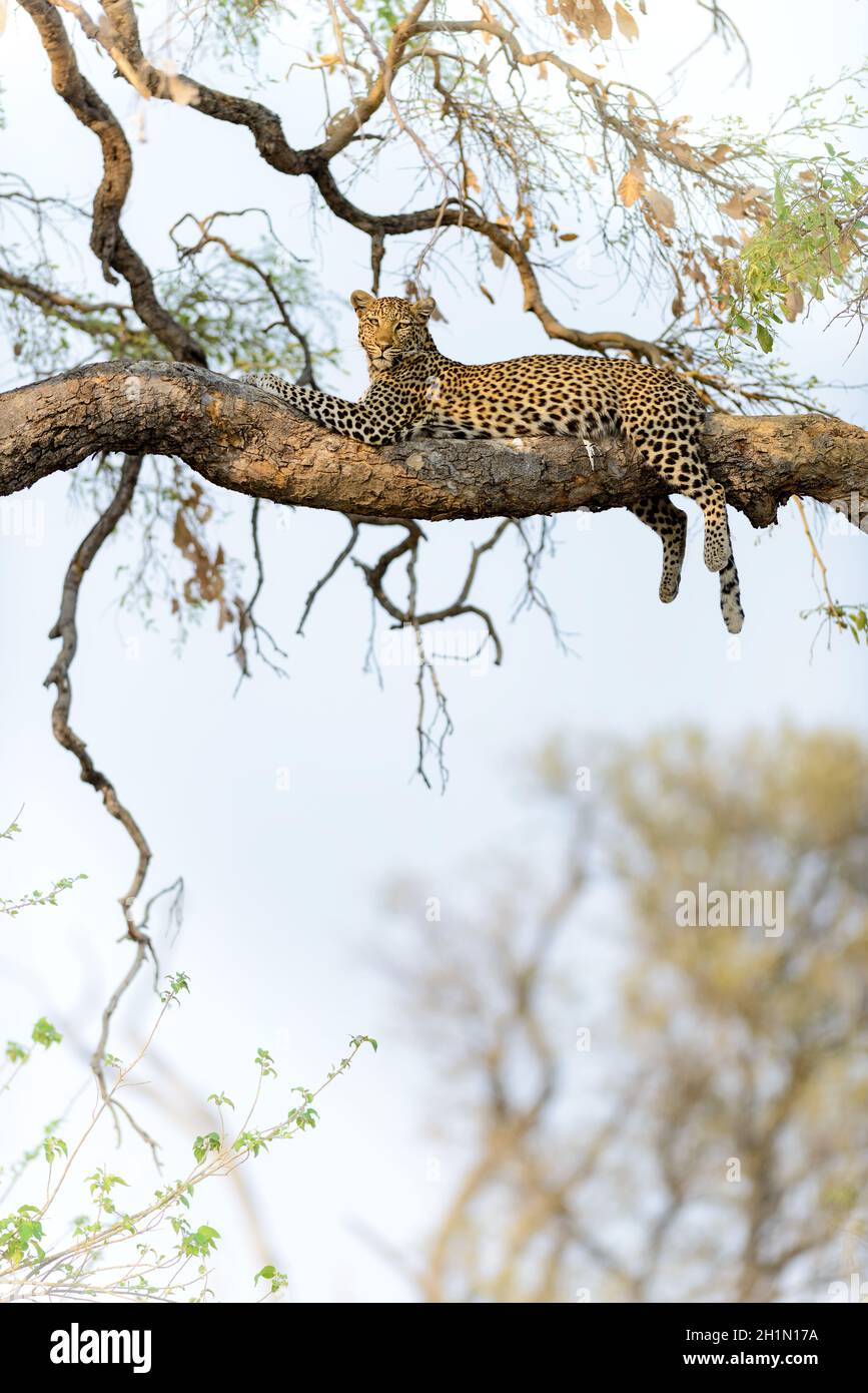 Leopard im baum -Fotos und -Bildmaterial in hoher Auflösung – Alamy