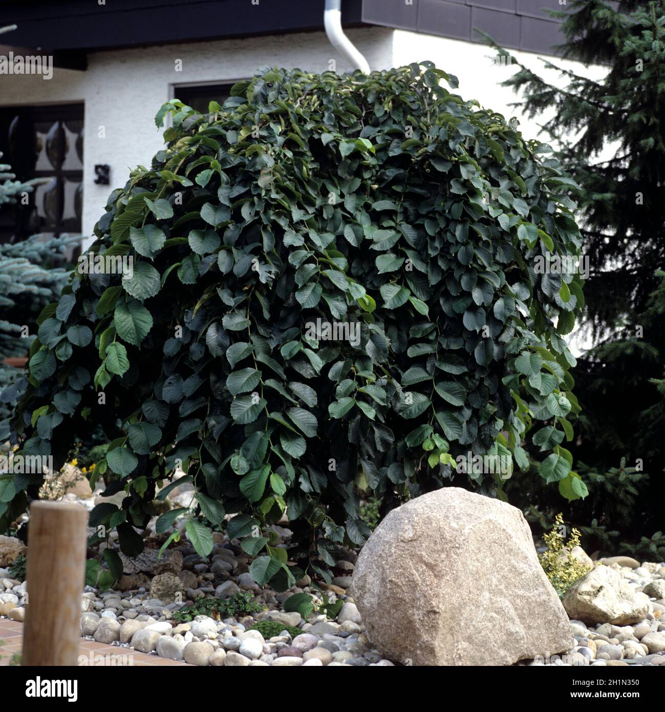 Ulmus glabra 'pendula' -Fotos und -Bildmaterial in hoher Auflösung – Alamy