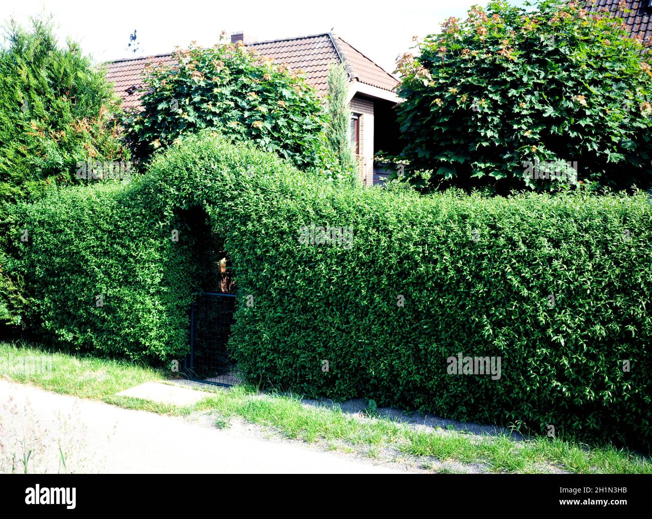 Liguster ligustrum vulgare -Fotos und -Bildmaterial in hoher Auflösung ...