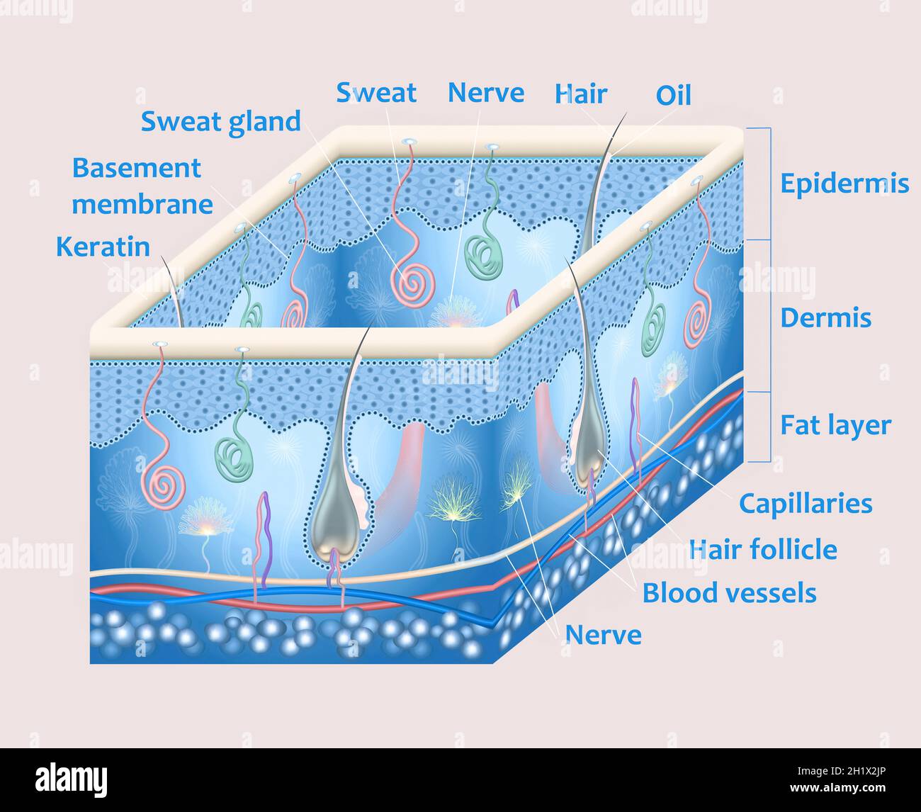 Anatomie der Haut und der Schichten und Elemente, aus denen sie besteht ...