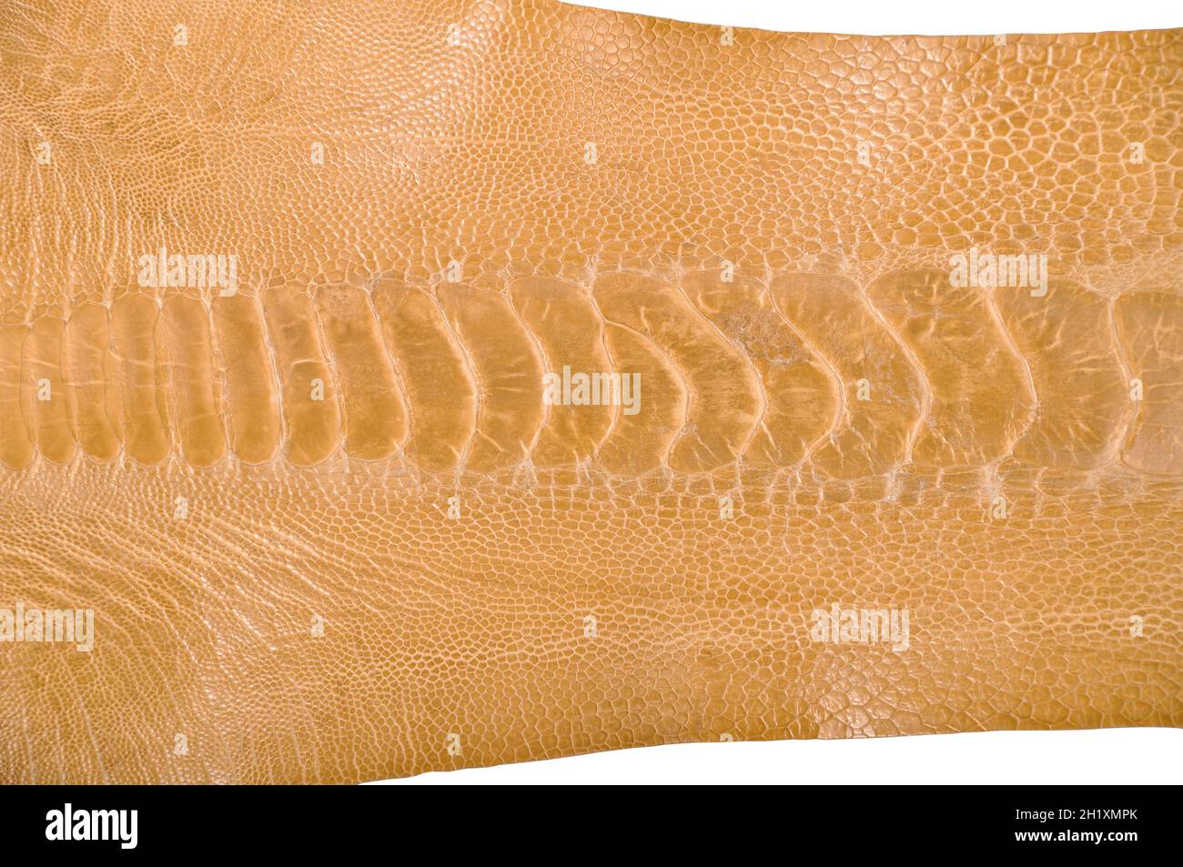 Straußen bein -Fotos und -Bildmaterial in hoher Auflösung – Alamy