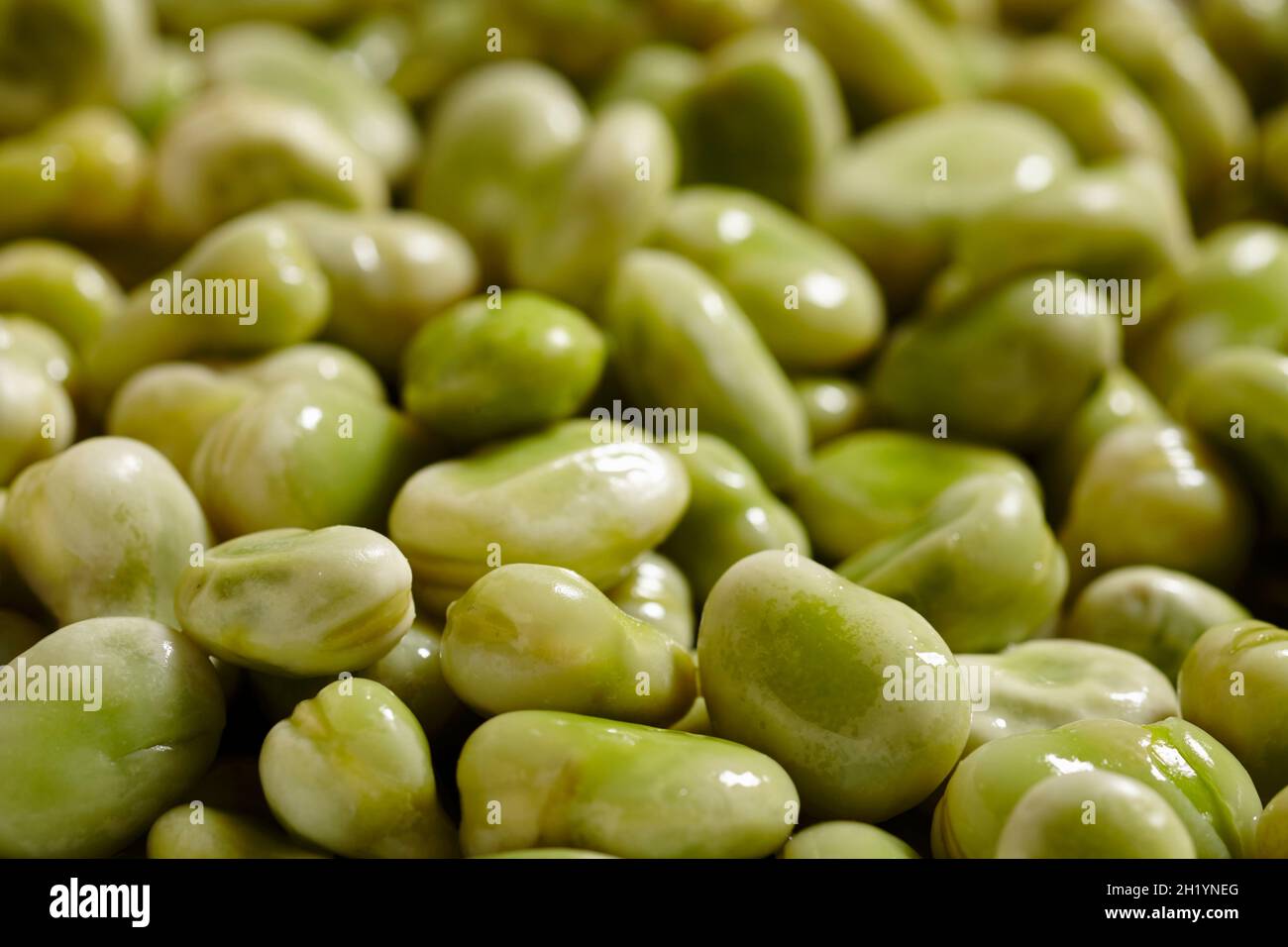 Fava bohnen hautnah -Fotos und -Bildmaterial in hoher Auflösung – Alamy