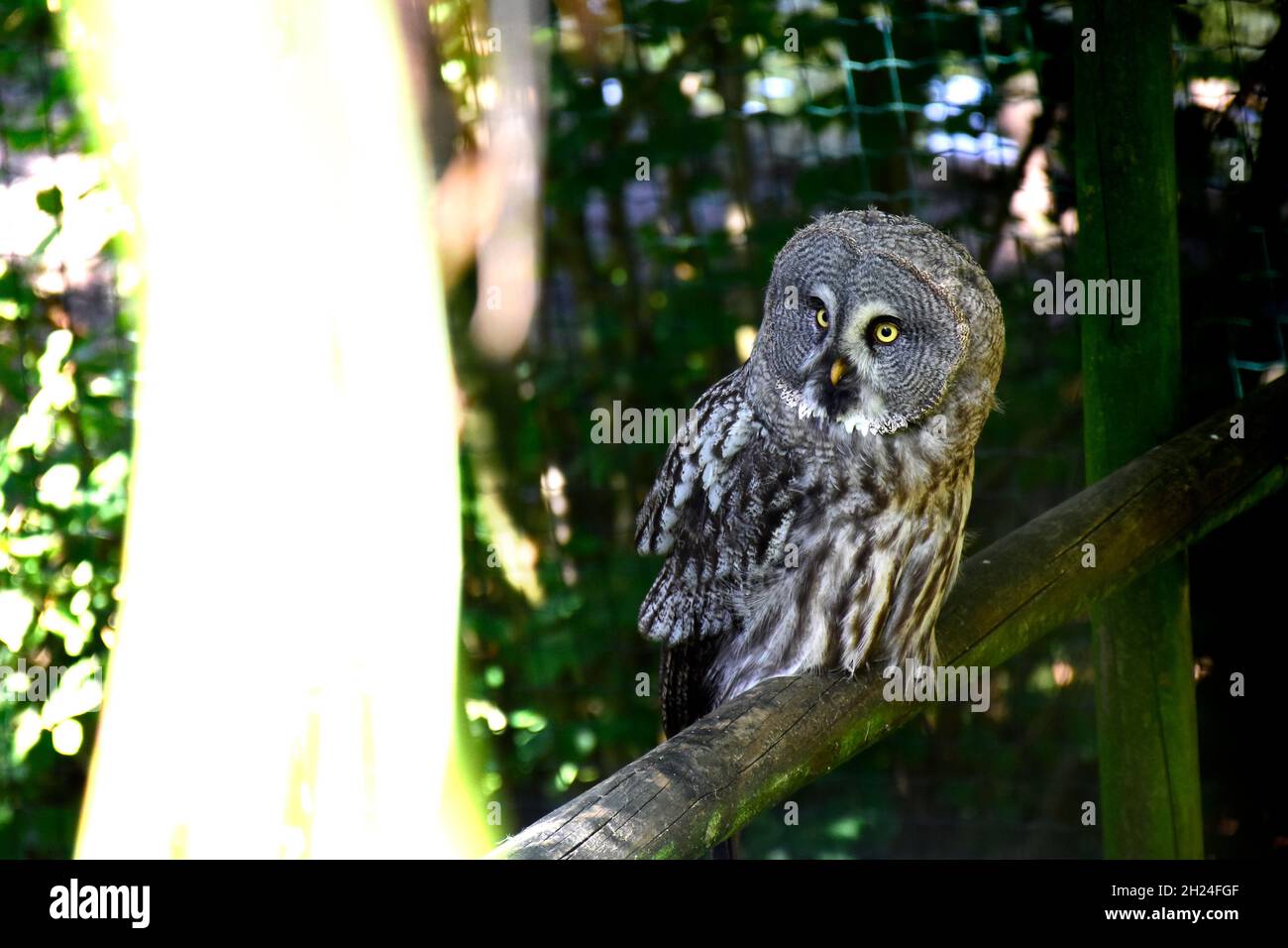 Eule mit kopf gedreht -Fotos und -Bildmaterial in hoher Auflösung – Alamy