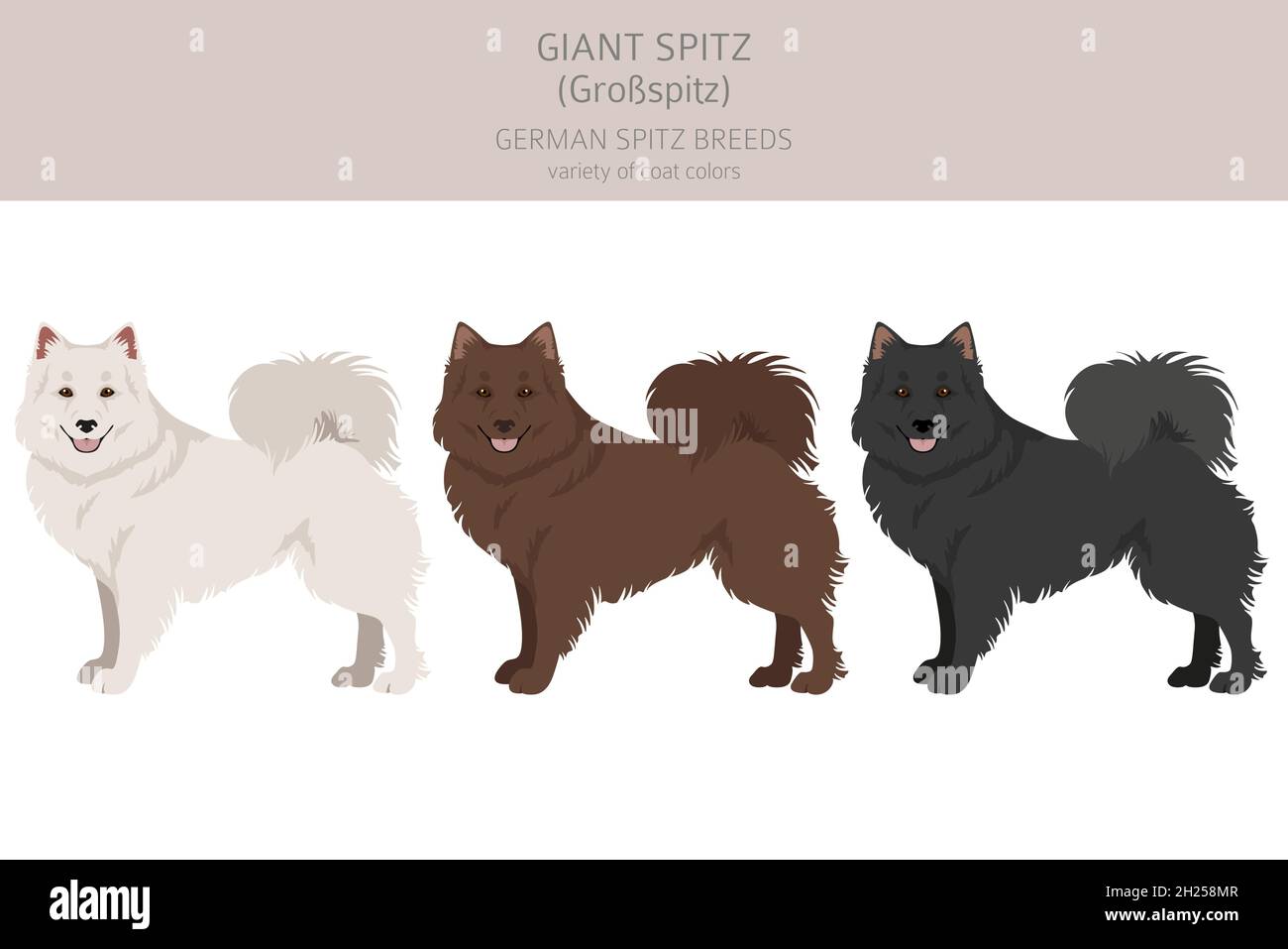 Deutscher spitz, riesenspitzclipart. Verschiedene Posen, Fellfarben ...