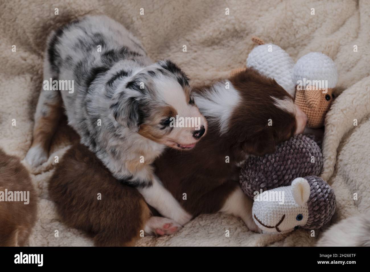 Blue merle welpen -Fotos und -Bildmaterial in hoher Auflösung – Alamy