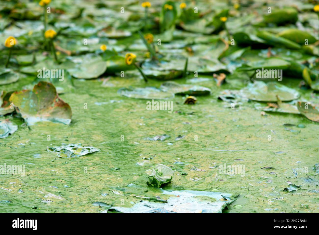 Schmutziges Wasser in einem Stausee der Stadt. Blühende Algen und ...