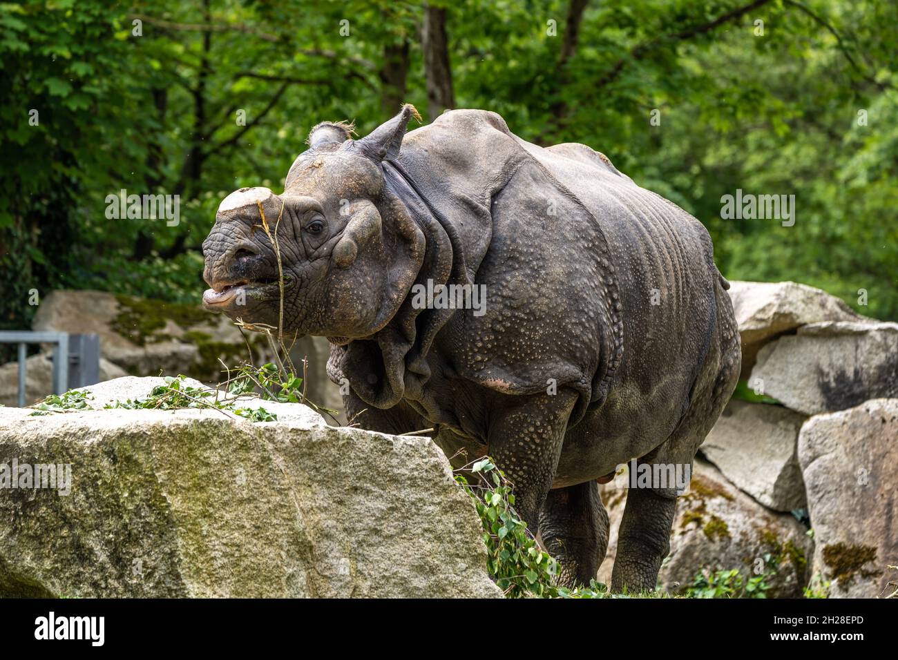 Das indische Nashorn, Rhinoceros unicornis wird auch als größere One-horned Rhinoceros und ...