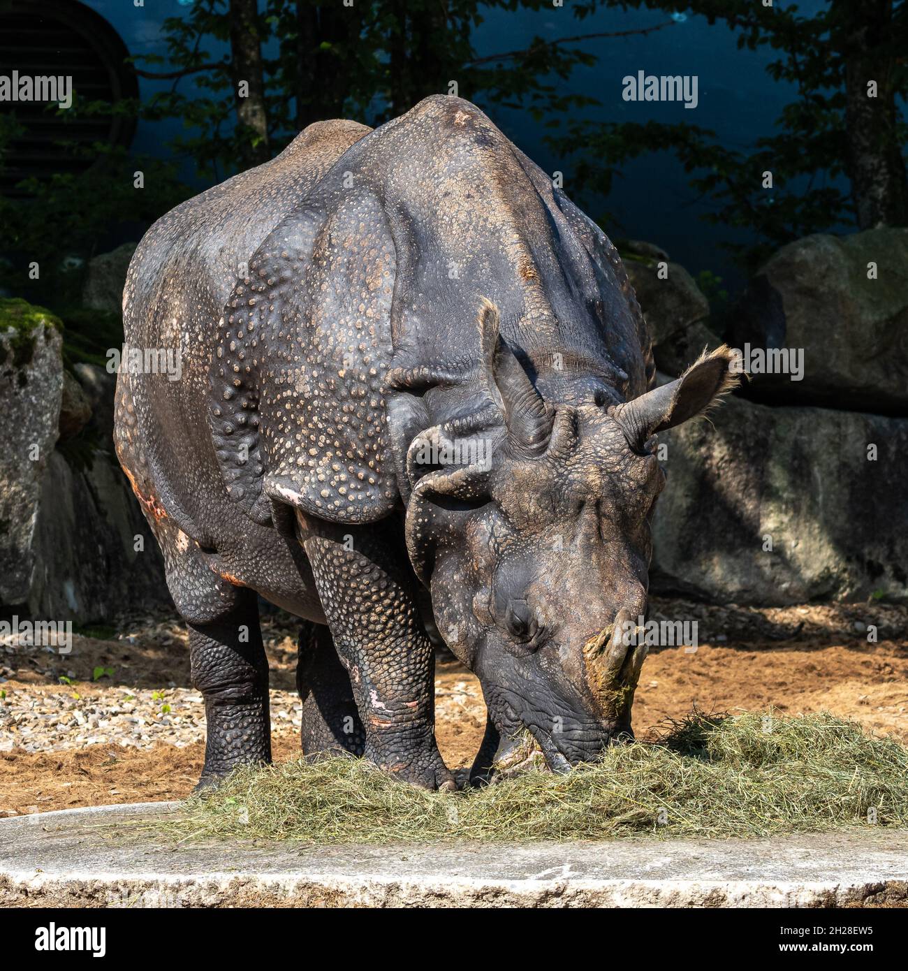 Das indische Nashorn, Rhinoceros unicornis wird auch als größere One-horned Rhinoceros und ...