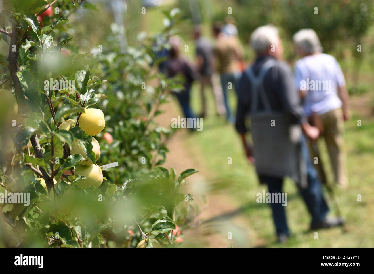 Besucher und Spaziergänger in einer Obstplantage in Oberösterreich ...