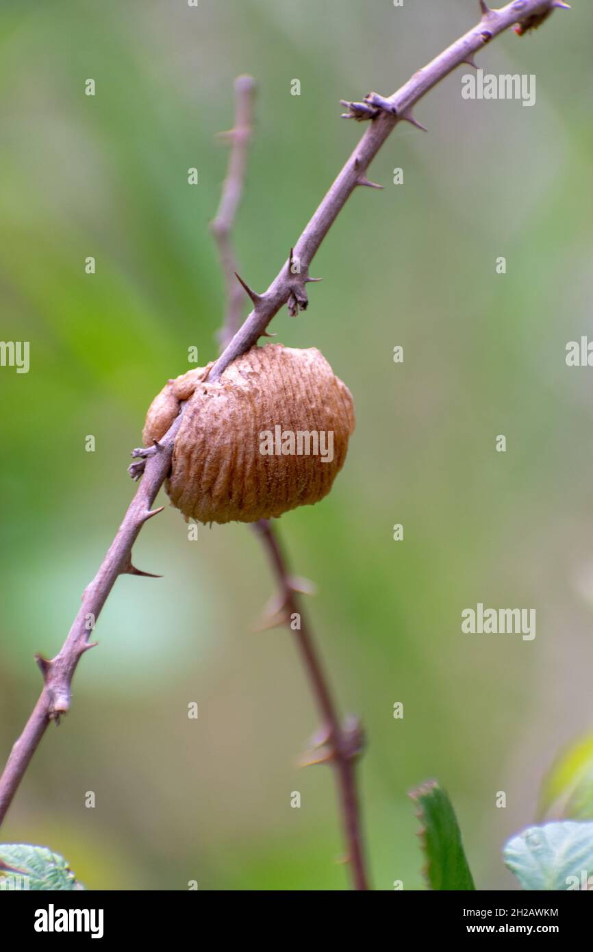 Praying mantis cocoon -Fotos und -Bildmaterial in hoher Auflösung – Alamy