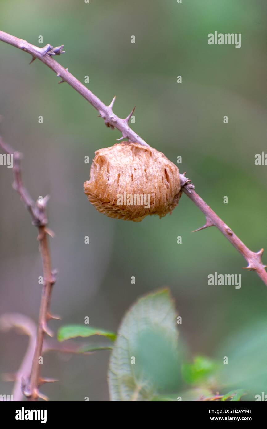 Praying Mantis Cocoon Stockfotos und -bilder Kaufen - Alamy