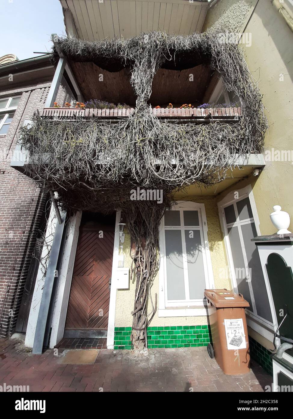 Englischer Efeu, gewöhnlicher Efeu (Hedera Helix), Schnitt und starb ...