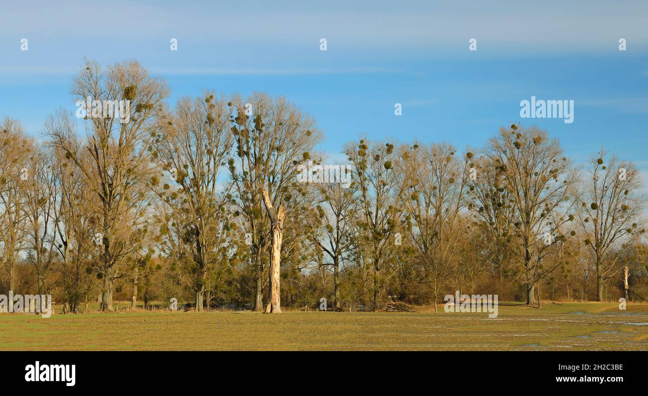 Pappeln mit mistel -Fotos und -Bildmaterial in hoher Auflösung – Alamy