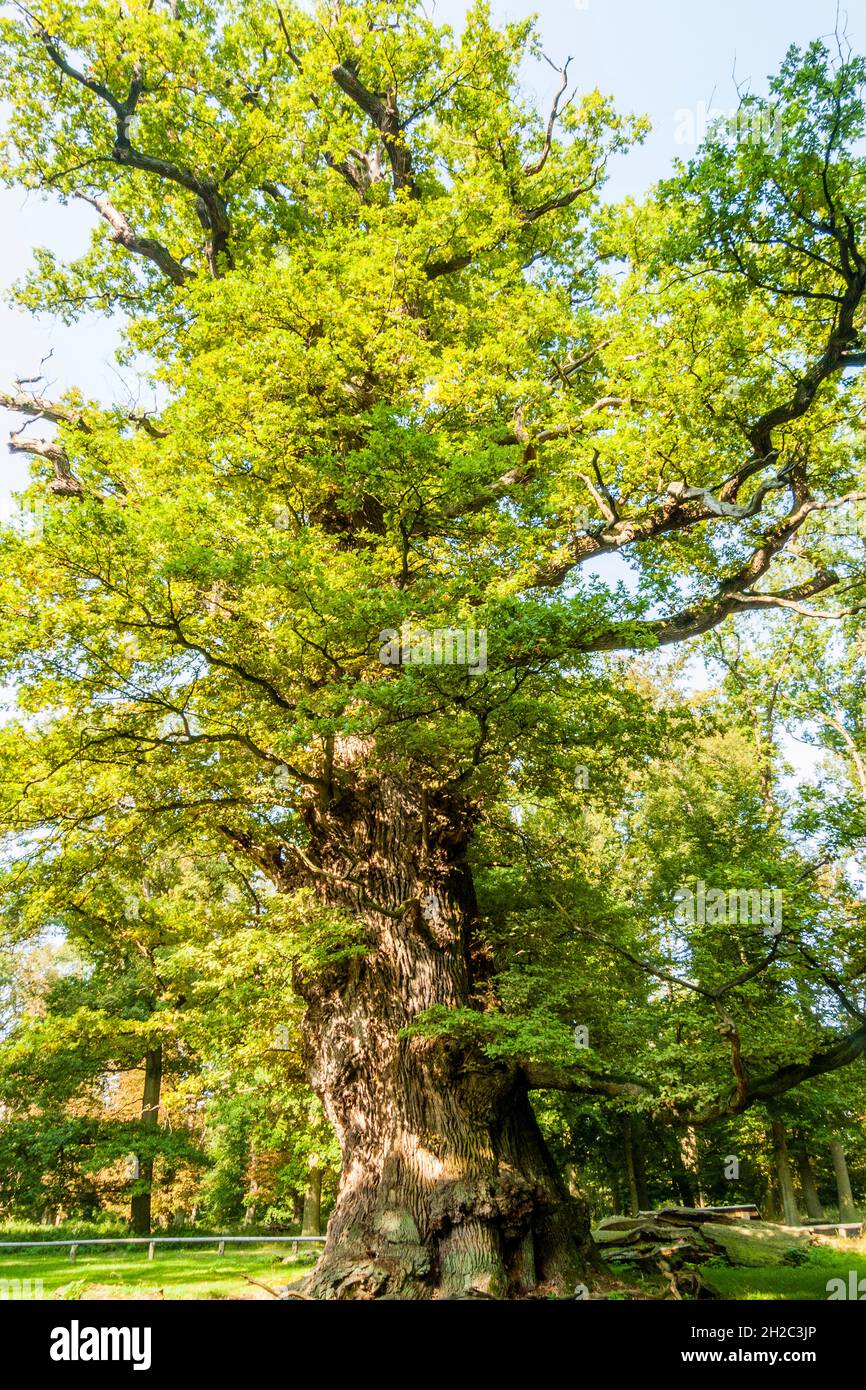 1000 jahre alte eichen -Fotos und -Bildmaterial in hoher Auflösung – Alamy
