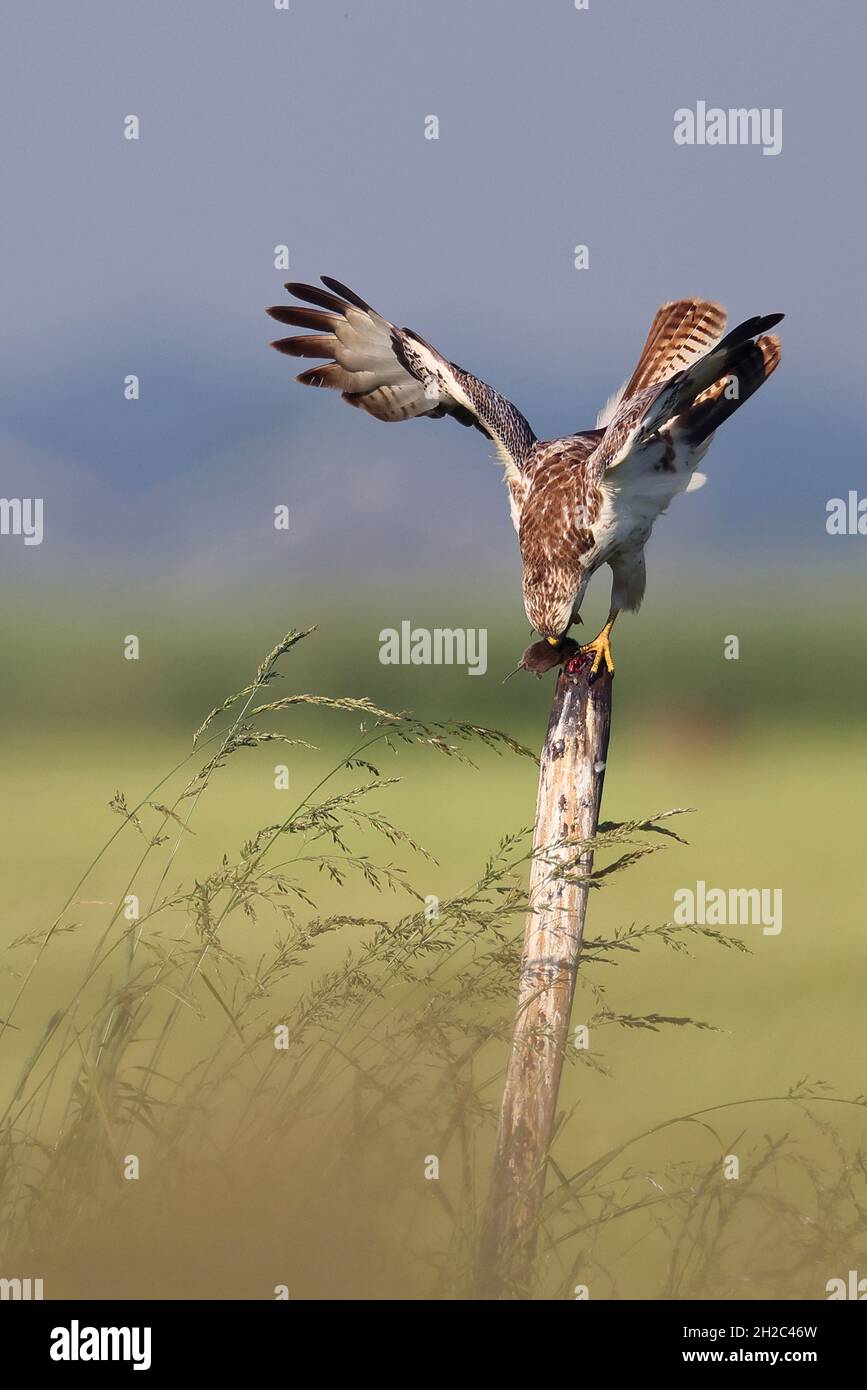 Maeuse bussard -Fotos und -Bildmaterial in hoher Auflösung – Alamy