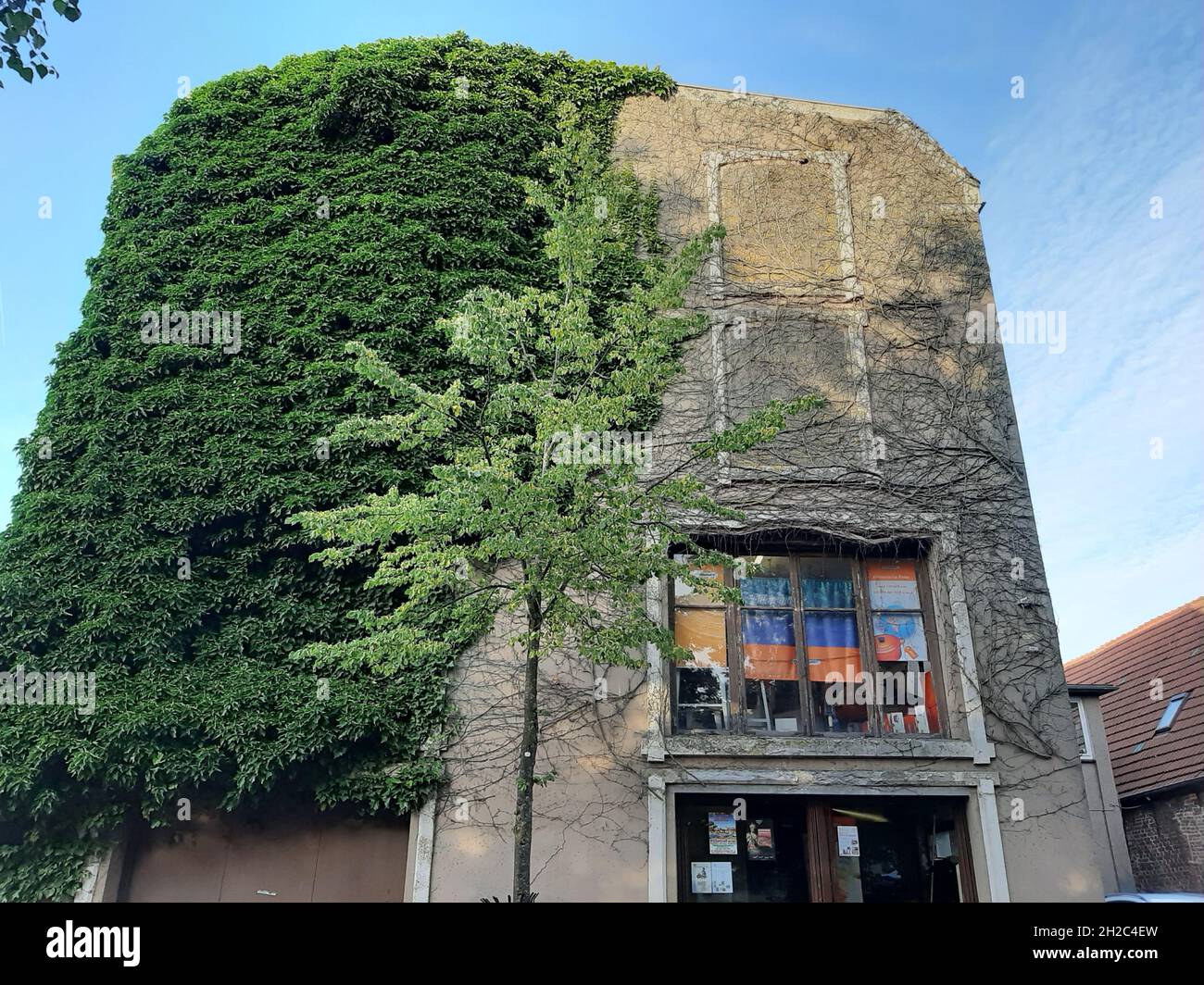 Englischer Efeu, gemeiner Efeu (Hedera Helix), Grün einer Fassade mit ...