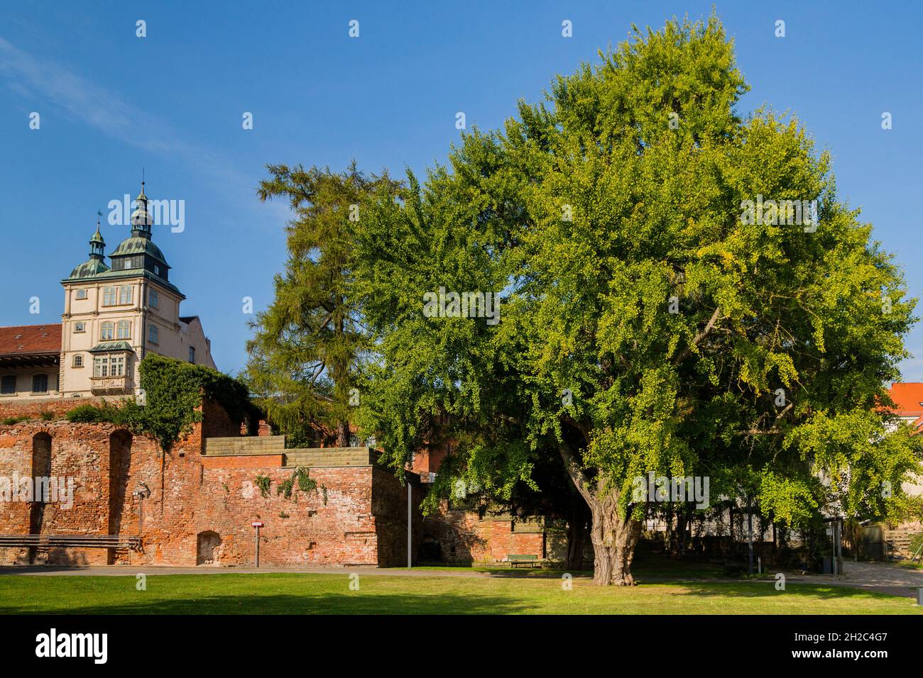 Ginkgo tree old -Fotos und -Bildmaterial in hoher Auflösung – Alamy