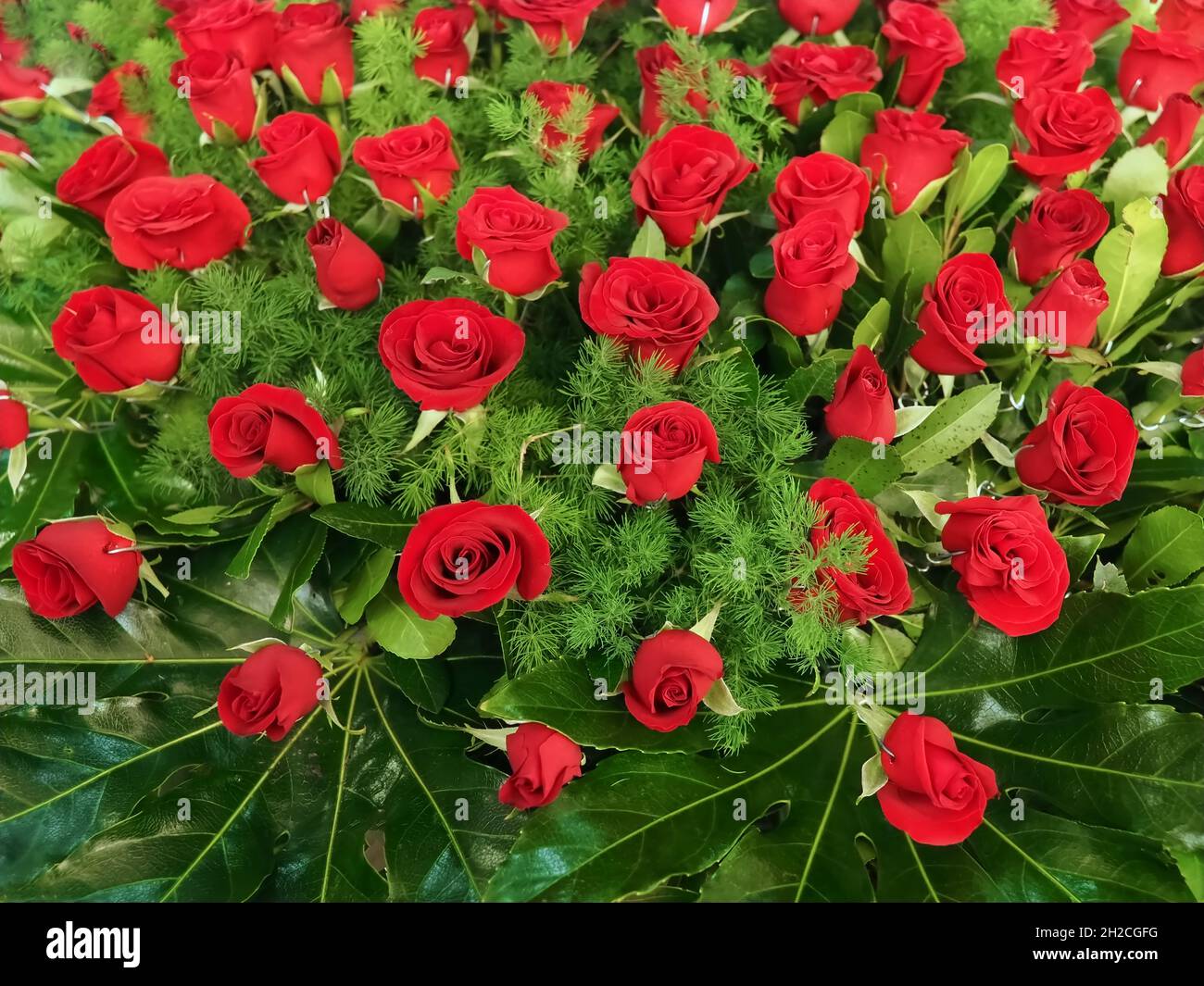 Schöne rote rosen -Fotos und -Bildmaterial in hoher Auflösung – Alamy