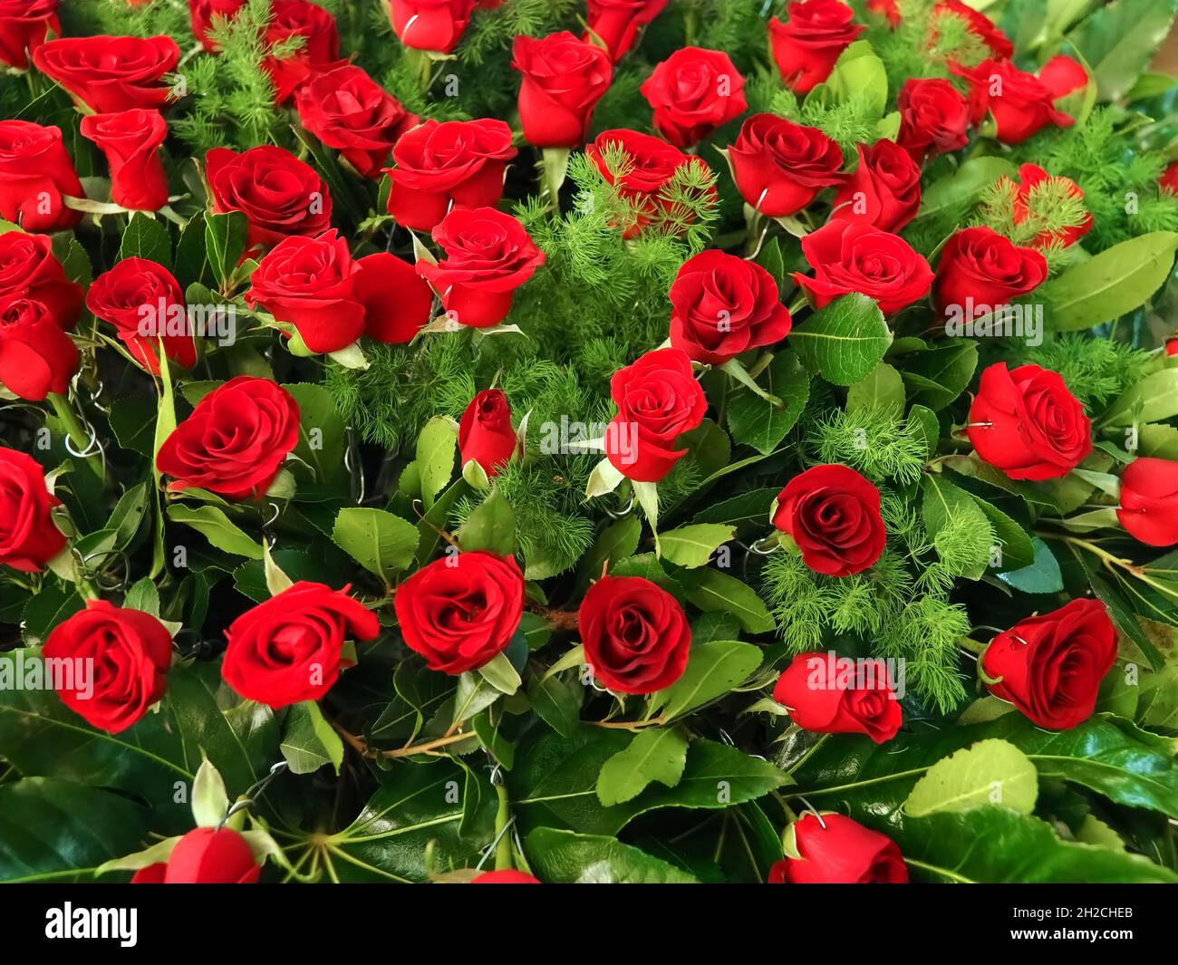 Schöne rote rosen -Fotos und -Bildmaterial in hoher Auflösung – Alamy