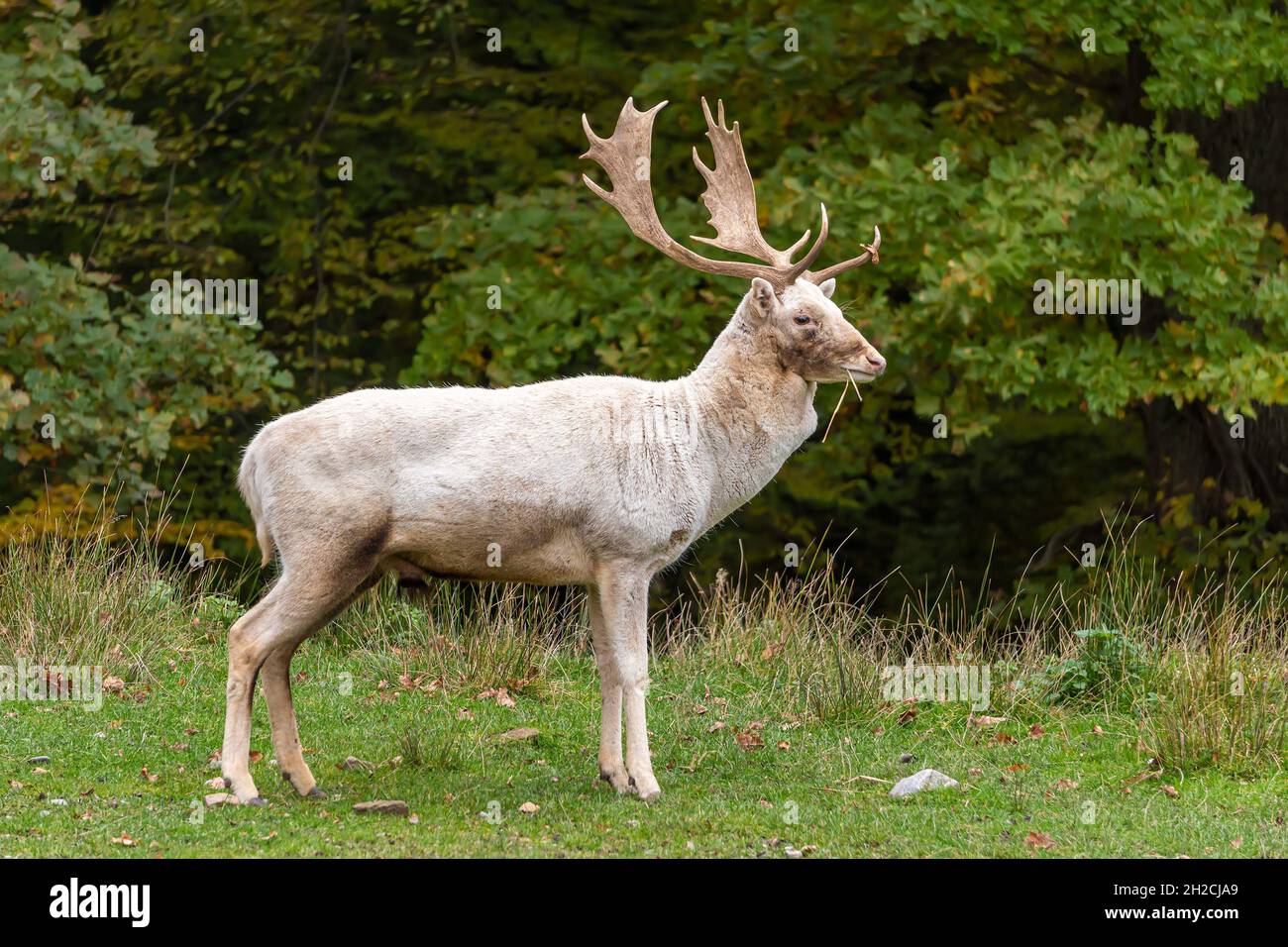 Weisses damwild -Fotos und -Bildmaterial in hoher Auflösung – Alamy