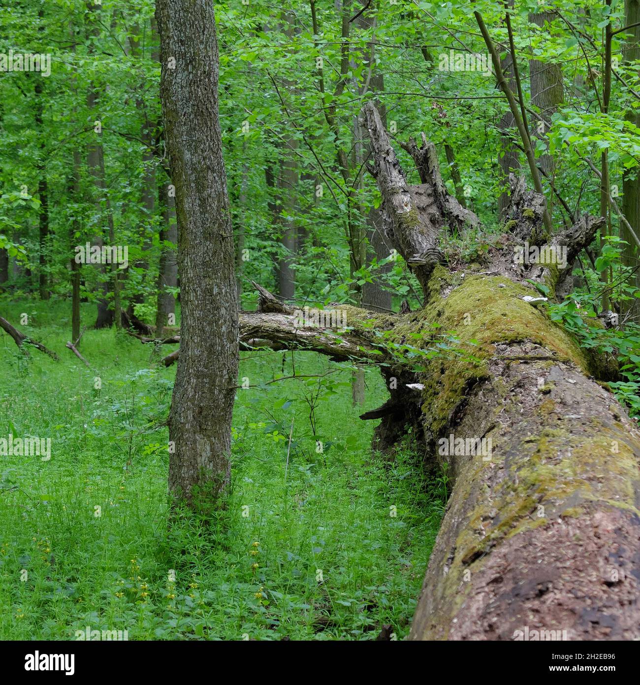 Pilze an baumwurzeln -Fotos und -Bildmaterial in hoher Auflösung – Alamy