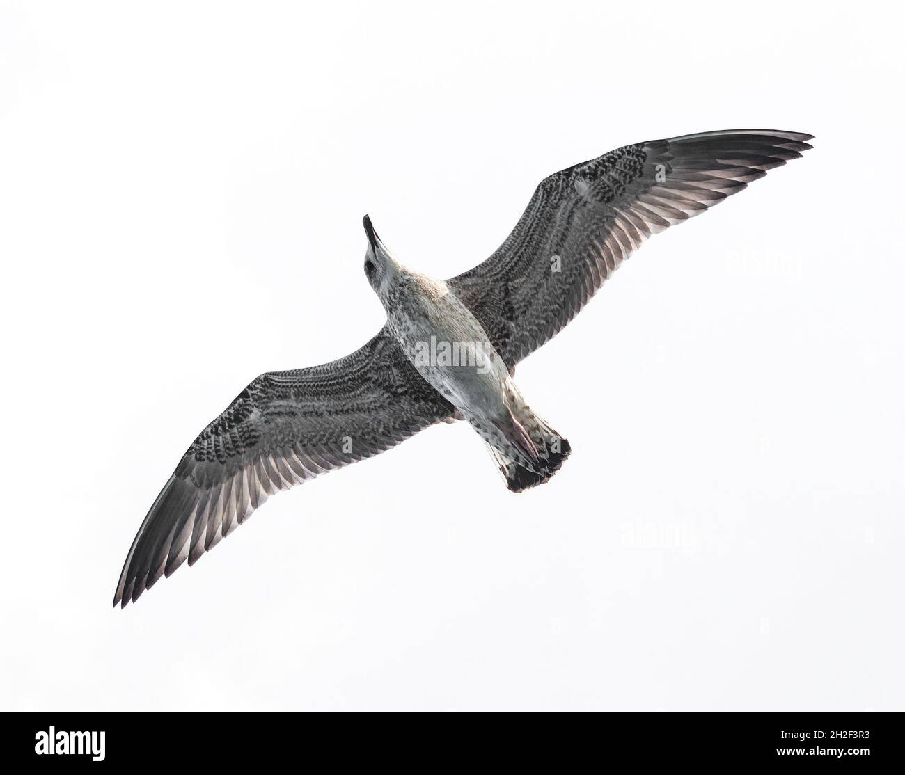 Möwe fliegt hoch Ausgeschnittene Stockfotos und -bilder - Alamy