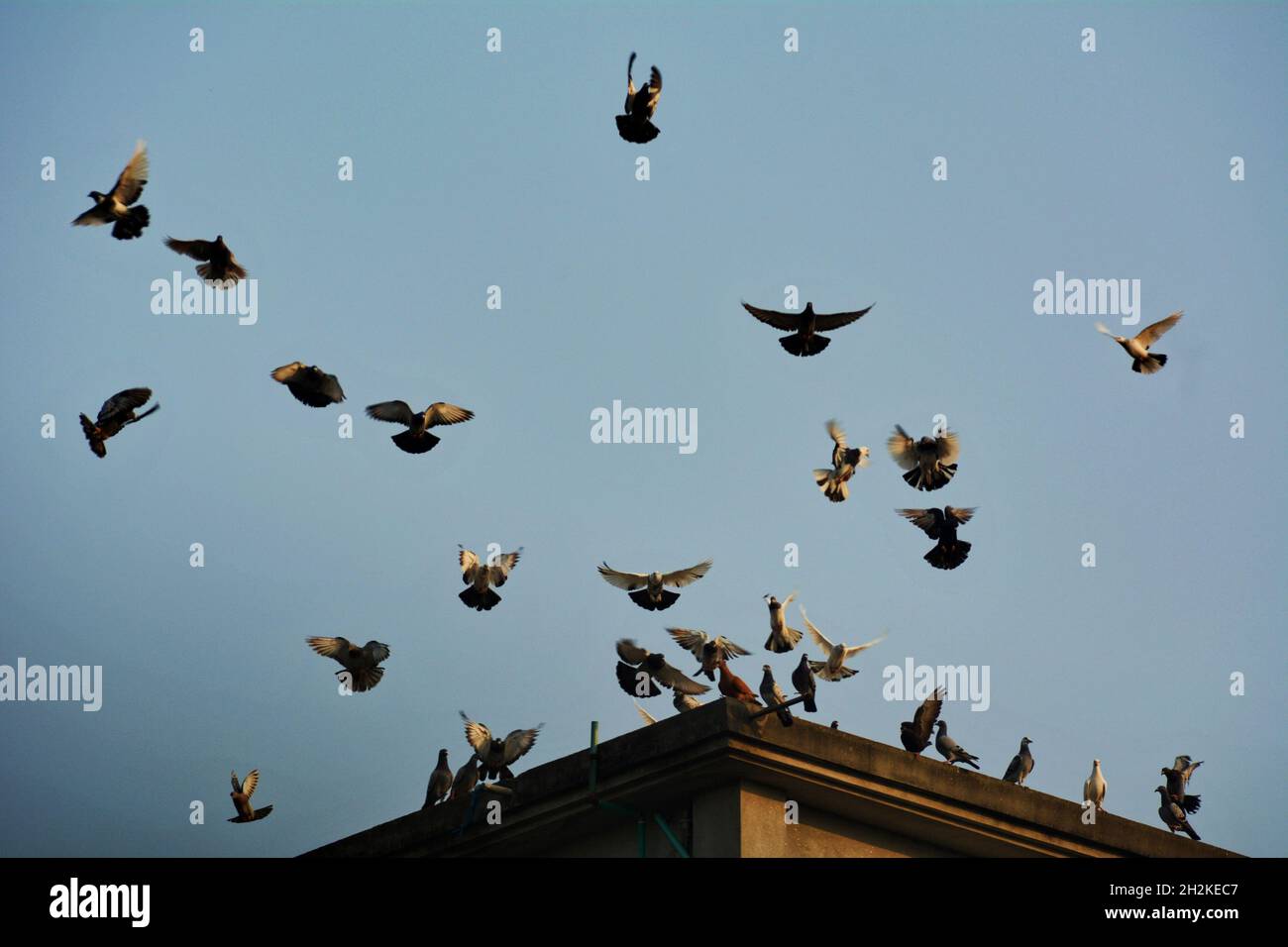 Tauben foto -Fotos und -Bildmaterial in hoher Auflösung – Alamy