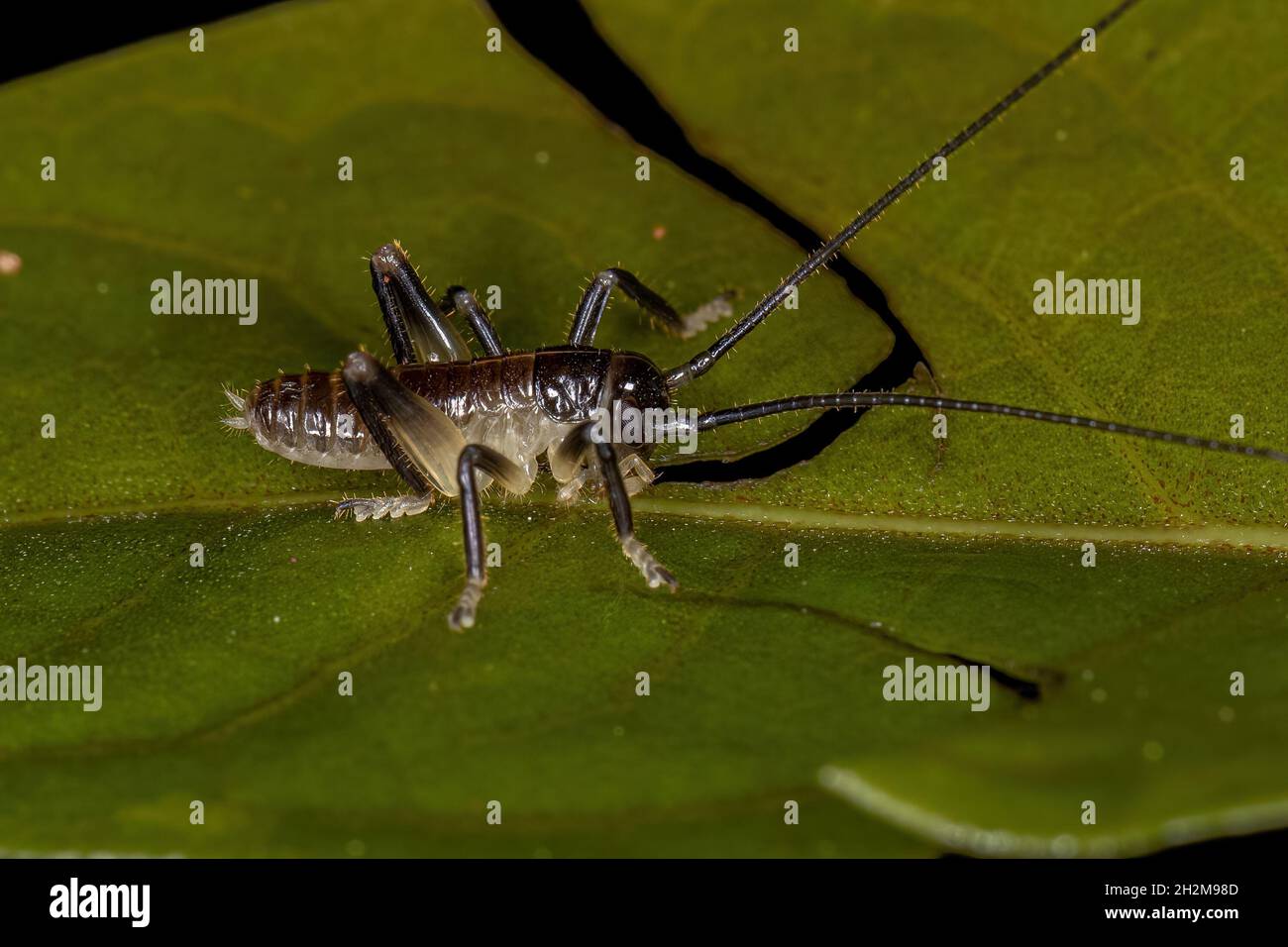 Raspy cricket -Fotos und -Bildmaterial in hoher Auflösung – Alamy