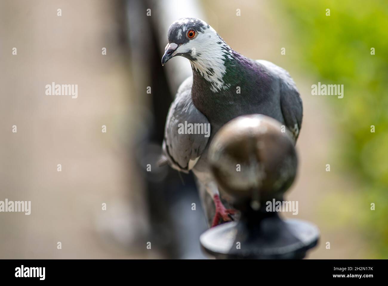 Taube mit weissen kopf -Fotos und -Bildmaterial in hoher Auflösung – Alamy