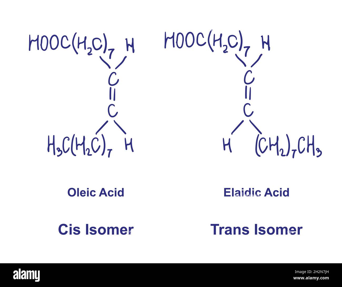 CIS- und Trans-Isomere. Ölsäure mit der chemischen Struktur von ...