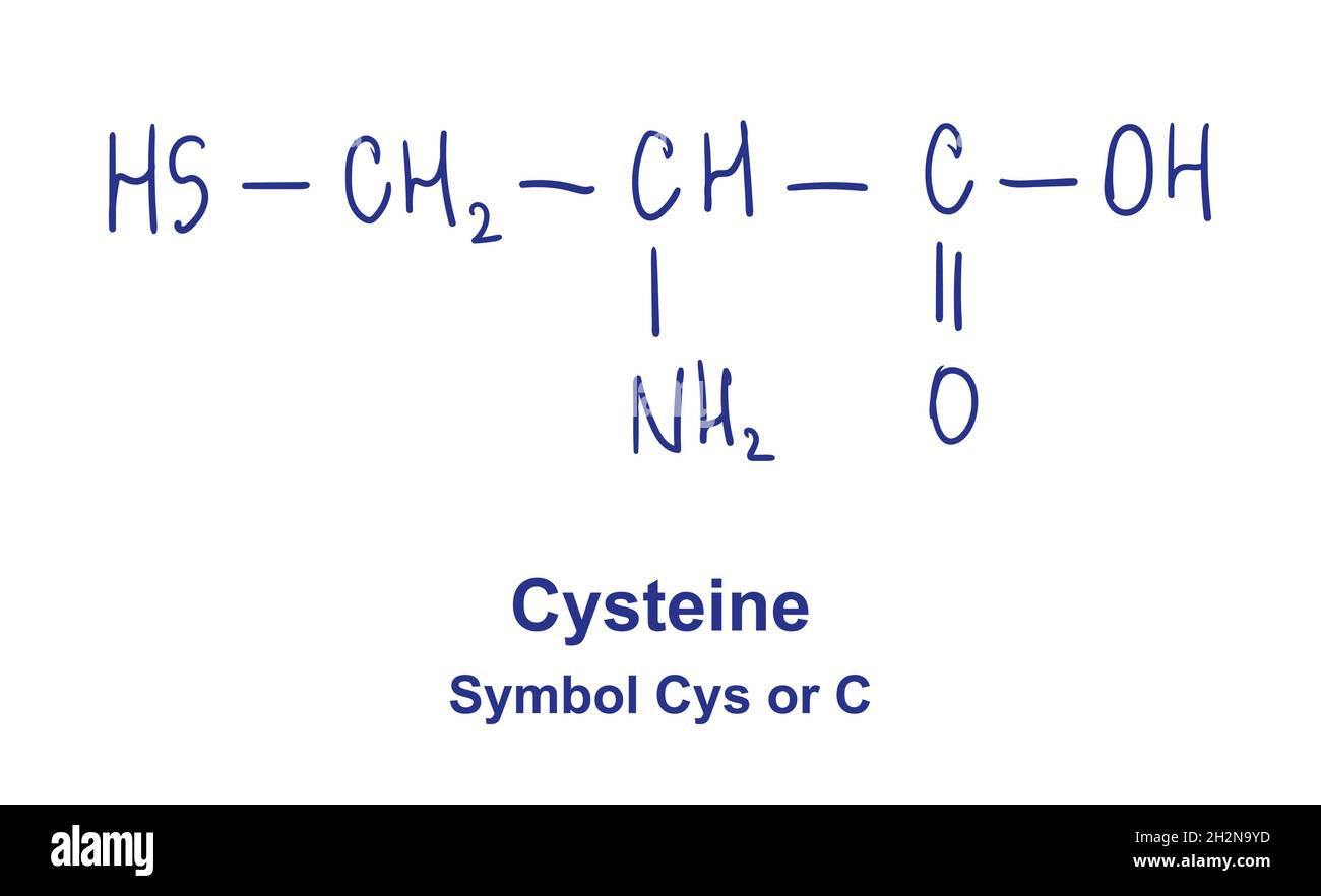 Chemische Struktur von Cystein. Vektorgrafik von Hand gezeichnet Stock ...
