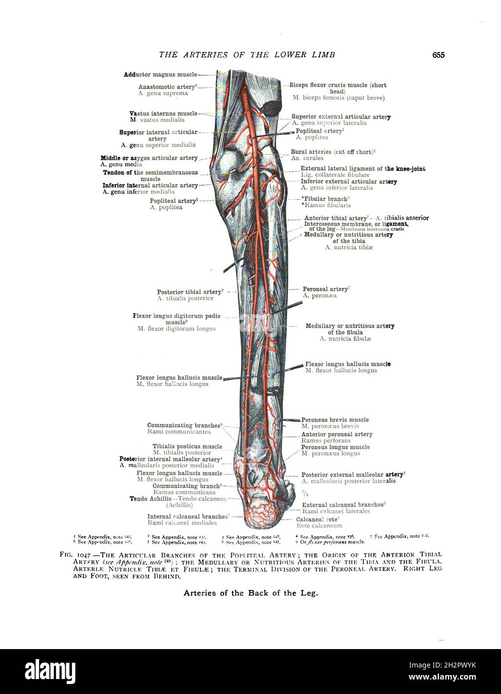 Beinarterien anatomie -Fotos und -Bildmaterial in hoher Auflösung – Alamy