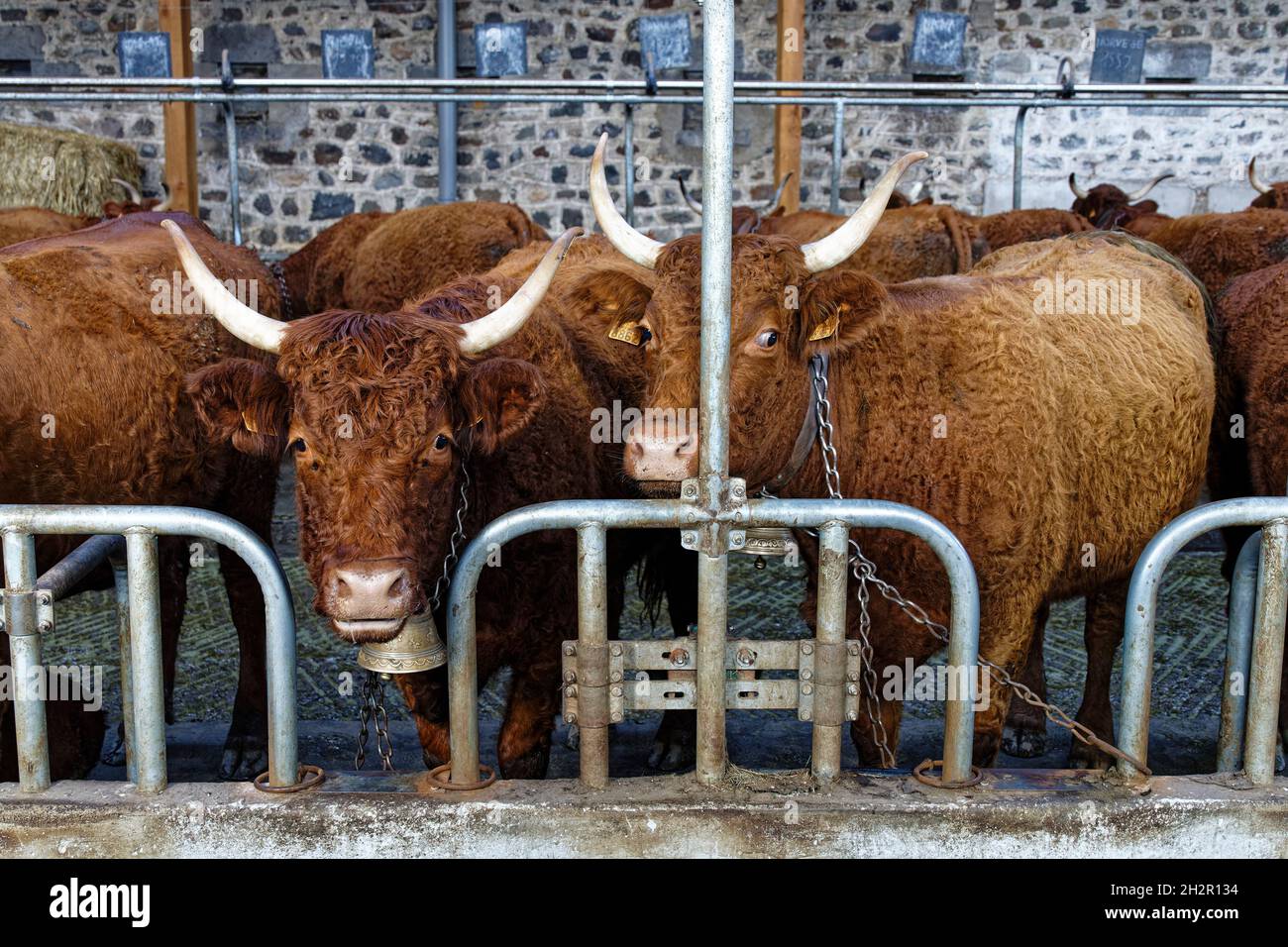 Melkerin beim melken -Fotos und -Bildmaterial in hoher Auflösung – Alamy