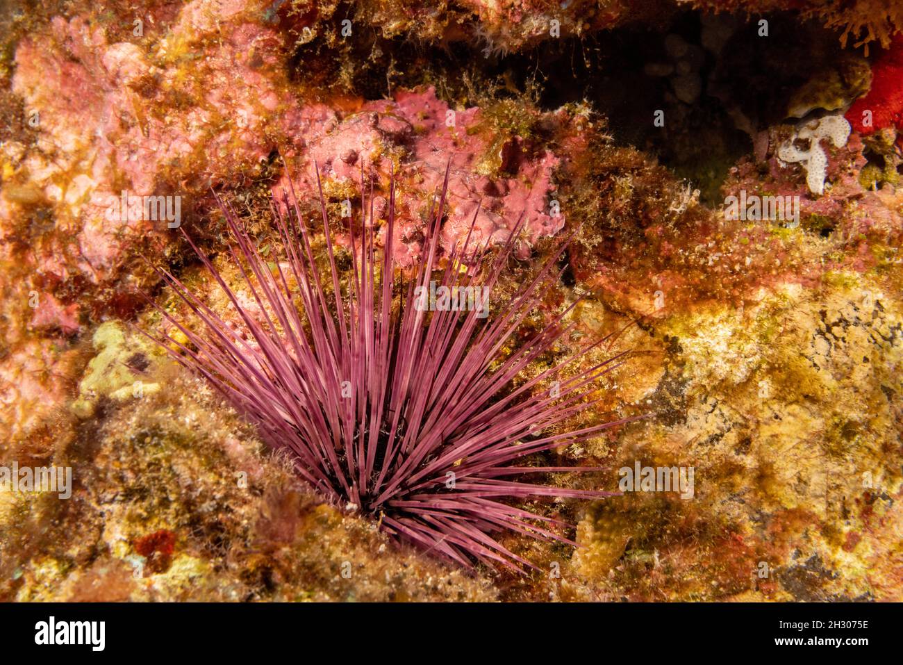Echinostrephus Aciculatus Stockfotos und -bilder Kaufen - Alamy