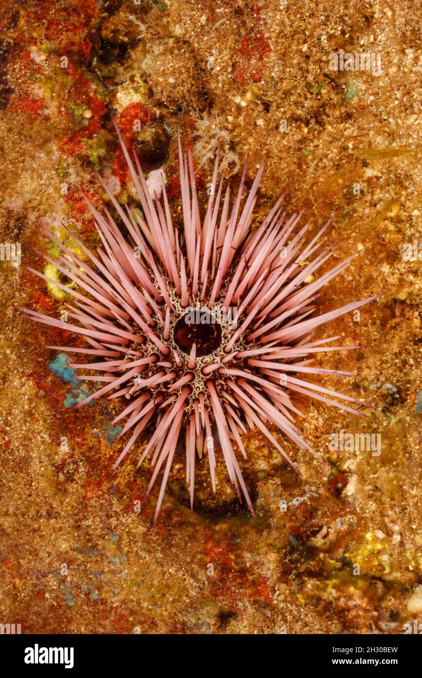Echinostrephus Aciculatus Stockfotos und -bilder Kaufen - Alamy