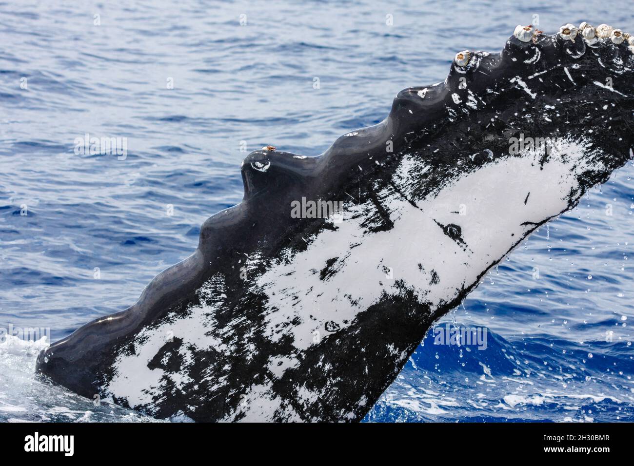 Lange brustflossen -Fotos und -Bildmaterial in hoher Auflösung – Alamy